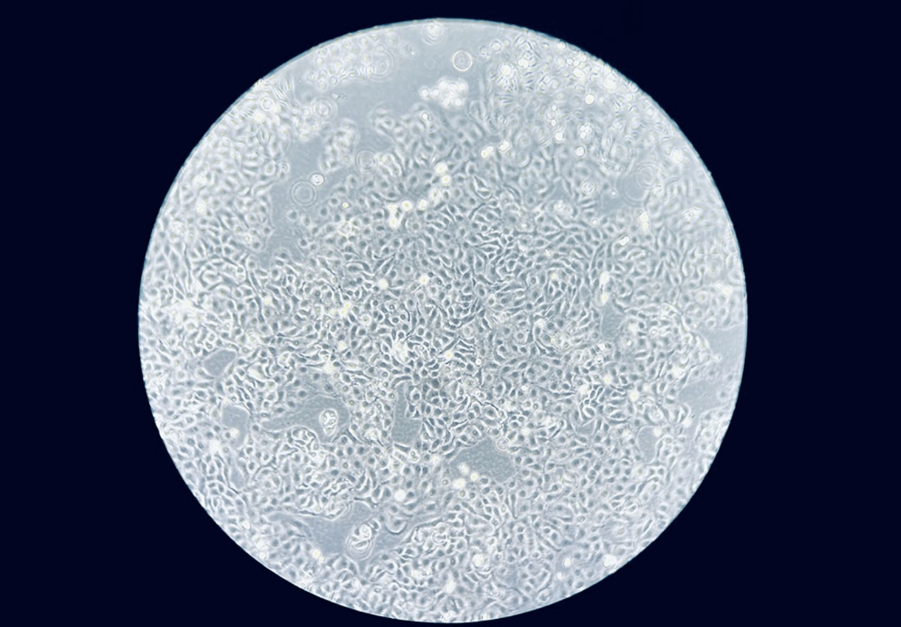 Home - Immunitas Bio